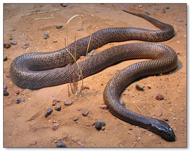 Inland Taipan (Oxyuranus microlepidotus)