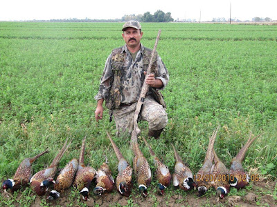 CLUB CINEGETICO JIQUILPAN AC: CACERIA FAISAN, PALOMA Y RACCOON EN ...