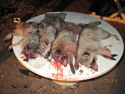 CLUB CINEGETICO JIQUILPAN AC: CACERIA FAISAN, PALOMA Y RACCOON EN ...