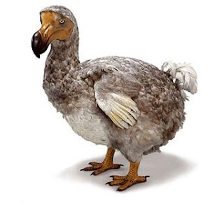 Animales en peligro: el dodo especie extintas