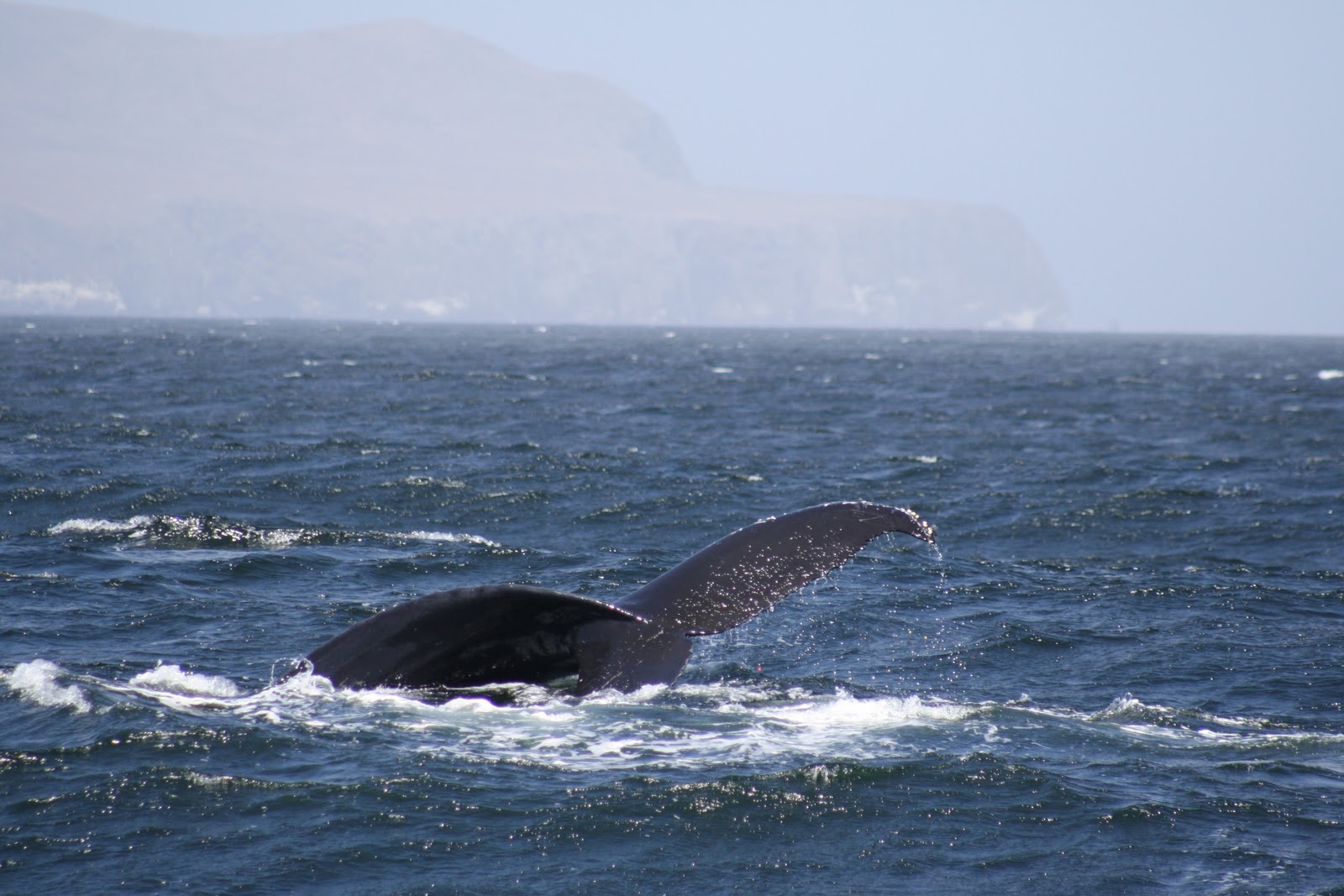 Volunteer Naturalist Channel Islands National Park: whale watching in ...