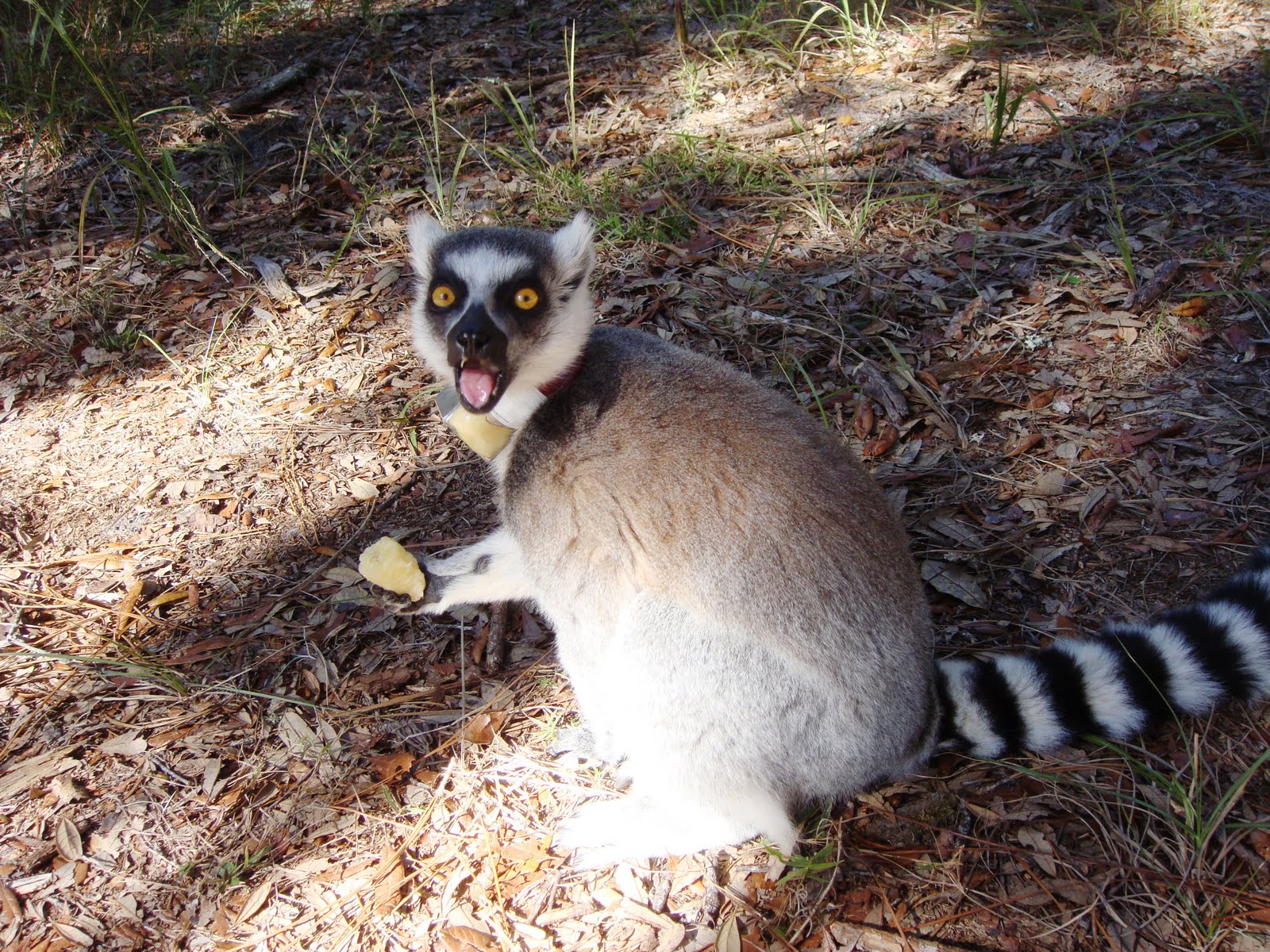Adventures in Lemur-land: Great times, great data, great company