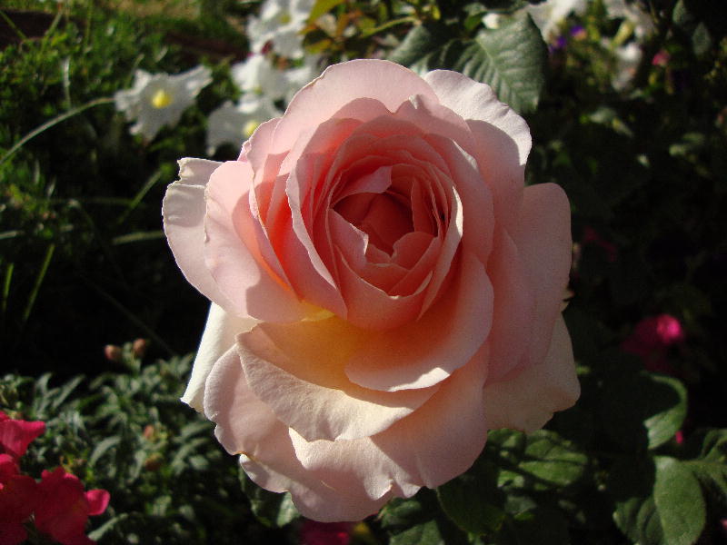 Roses, Color and Light: Some of My Current Favorite Roses