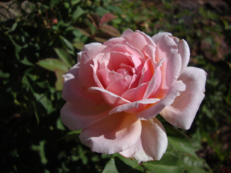 Roses, Color and Light: Quietness Rose ~ The Elegance of Good Breeding