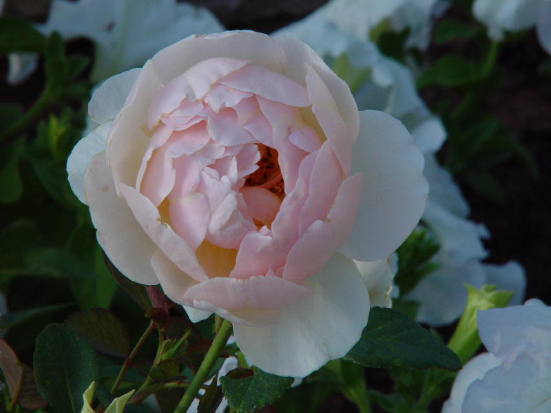 Roses, Color and Light: The Jude the Obscure Rose ~ An Ethereal ...