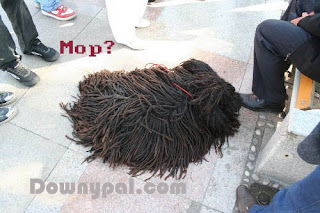 Funny: Mop? Dog!