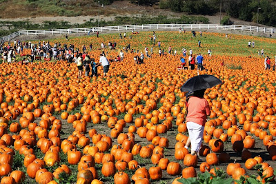 Ford Family Photos: Scenic Sunday / Cal Poly Pumpkin Patch