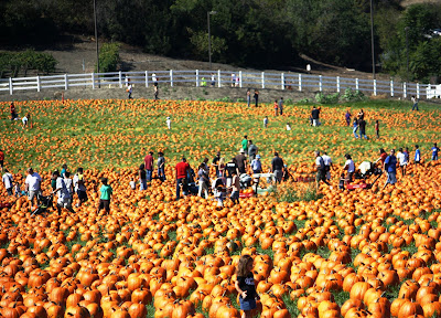 Ford Family Photos: Scenic Sunday / Cal Poly Pumpkin Patch