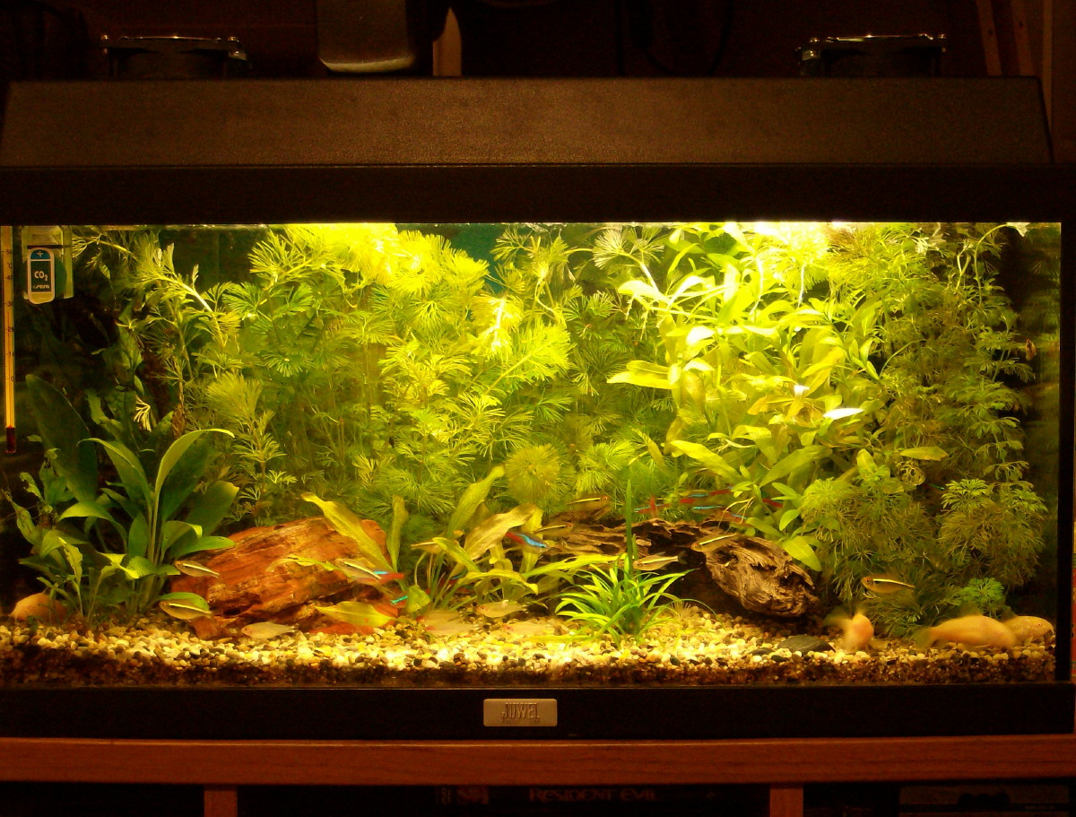 S.C.V. Aquascaping Ideas: Small Amazon Biotope - Juwel Record 60 - 54 Lt