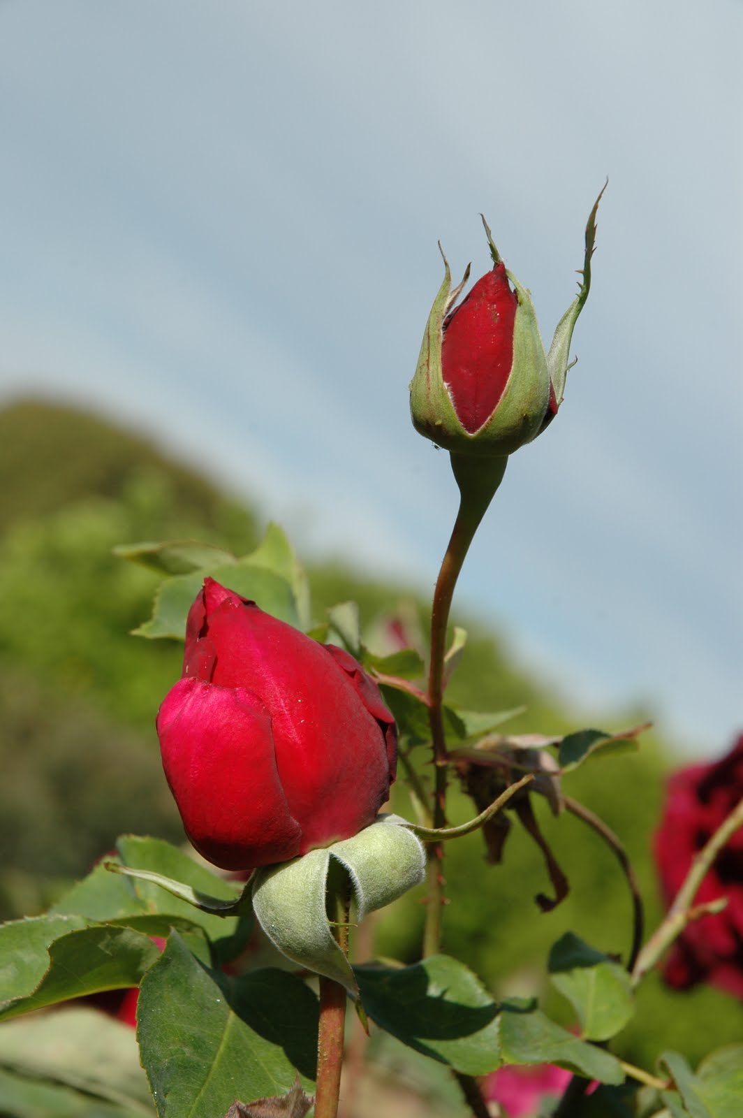 Heart Choices: Praying the Names of God ~ Yahweh Rophe