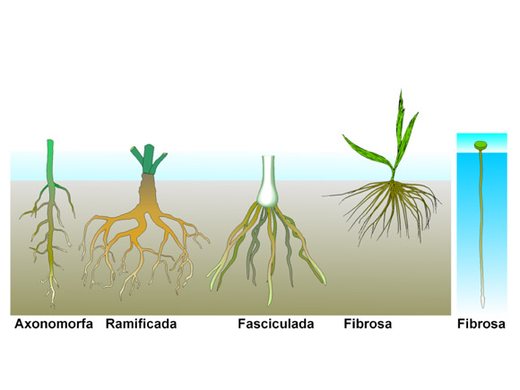 El universo de las plantas: Características de las partes de las plantas