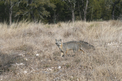 Wild Ed's Texas Outdoors: Texas Grey Fox Calling
