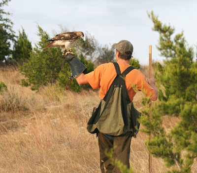 Wild Ed's Texas Outdoors: Hawking and Falconry Pictures from Today