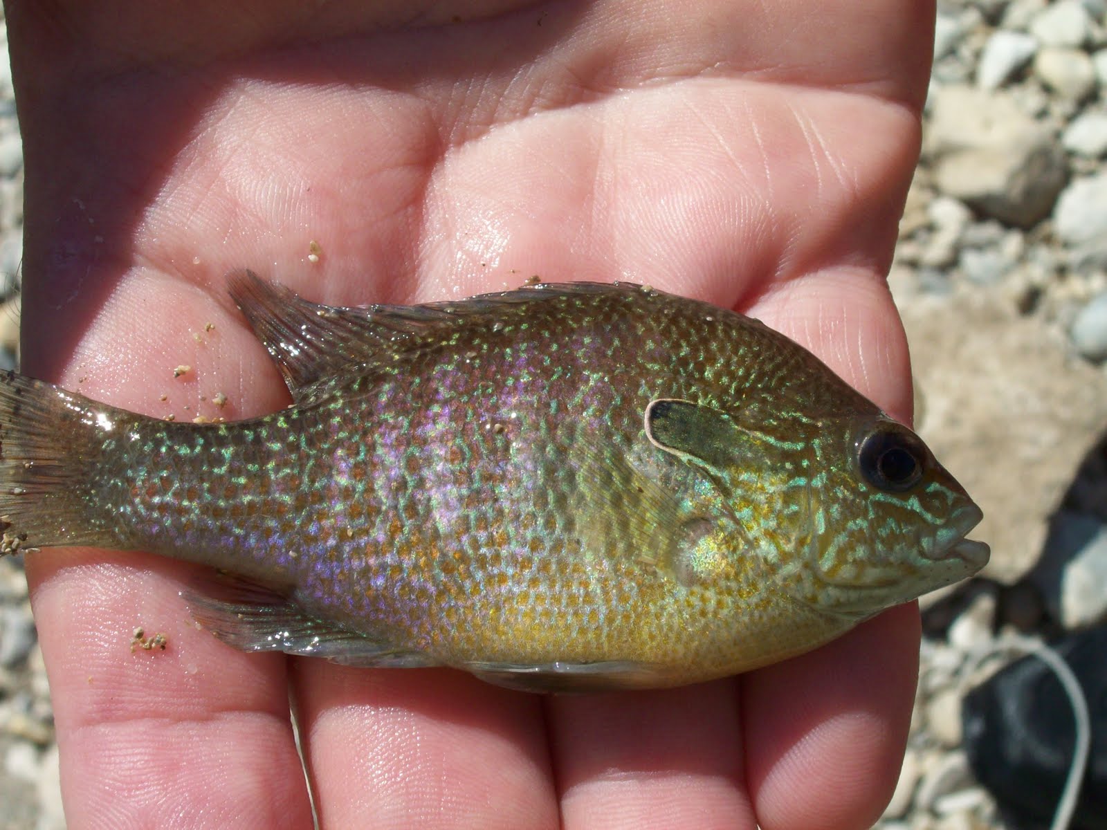 Wild Ed's Texas Outdoors: Sampling Brushy Creek for Native Aquarium Fish