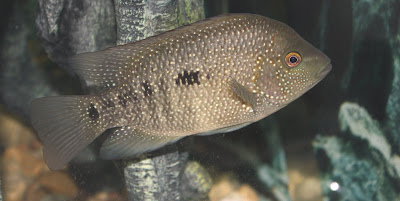 Wild Ed's Texas Outdoors: The Texas Native Fish Aquarium Project