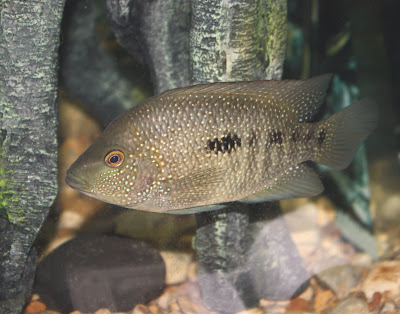 Wild Ed's Texas Outdoors: The Texas Native Fish Aquarium Project