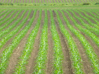 Better Crops by Barker: My Neighbours Have Some Nice Crops
