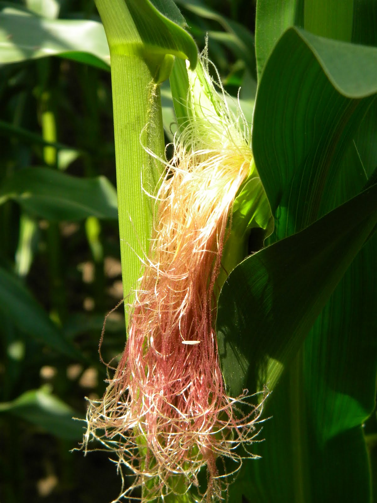Better Crops by Barker: Corn Pollination Trivia