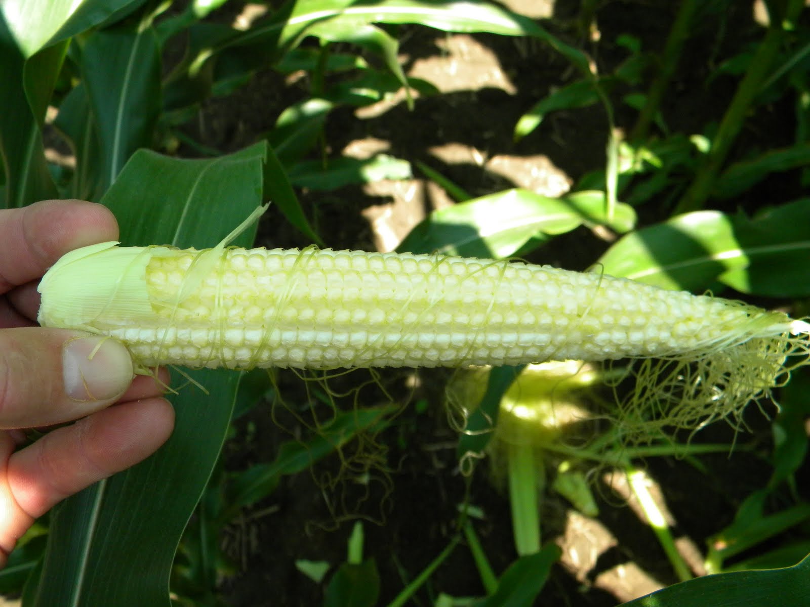 Better Crops by Barker: Corn Pollination Trivia