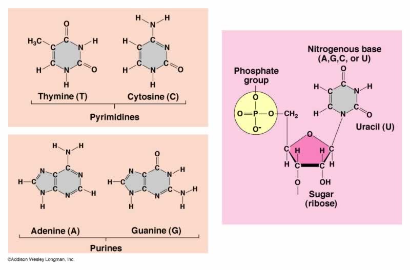 science buzz: The origins of life, nucleic acids, purines, pyrimidines ...