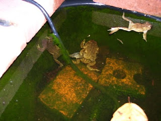 Backyard Pond: Frog Spring Fling