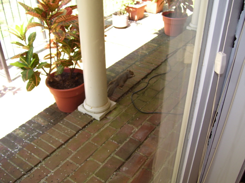 Backyard Pond: Squirrel Air Conditioner