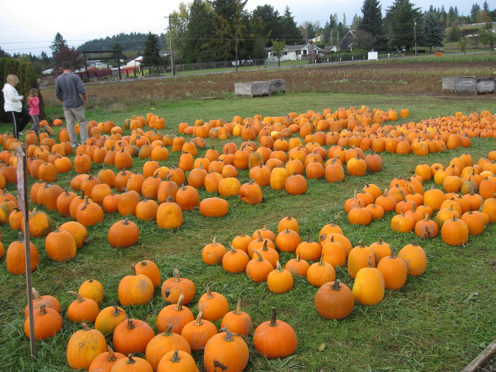 Once Upon A Time: Pumpkin Patch