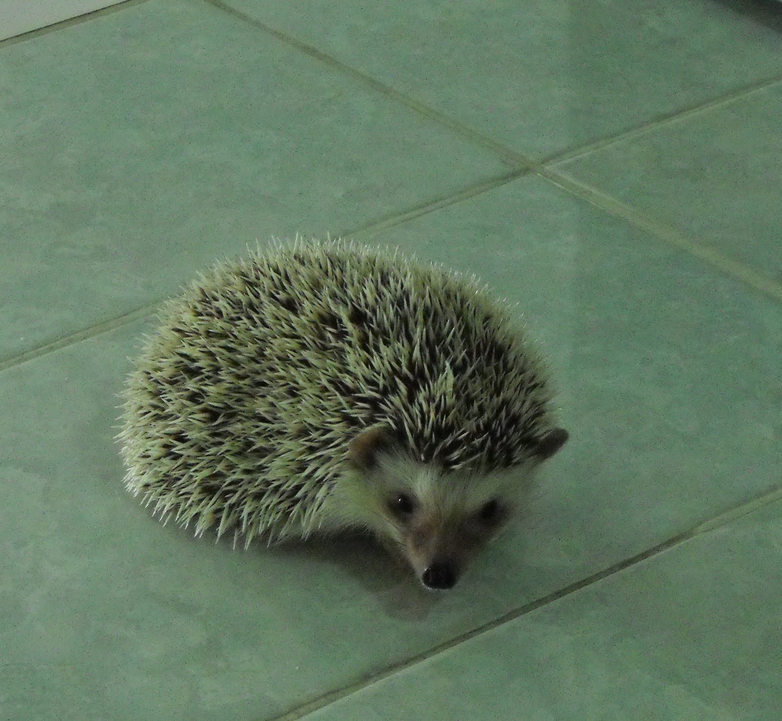 EL CORRAL DEL ERIZO: Erizo la mascota ideal