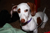 The Long and Short of it All: A Dachshund Dog News Magazine: Those ...