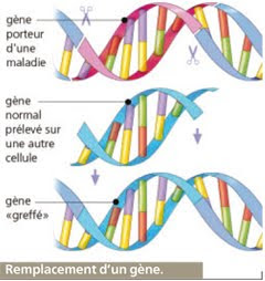 Bioéthique : les thérapies géniques: Le principe de la thérapie génique