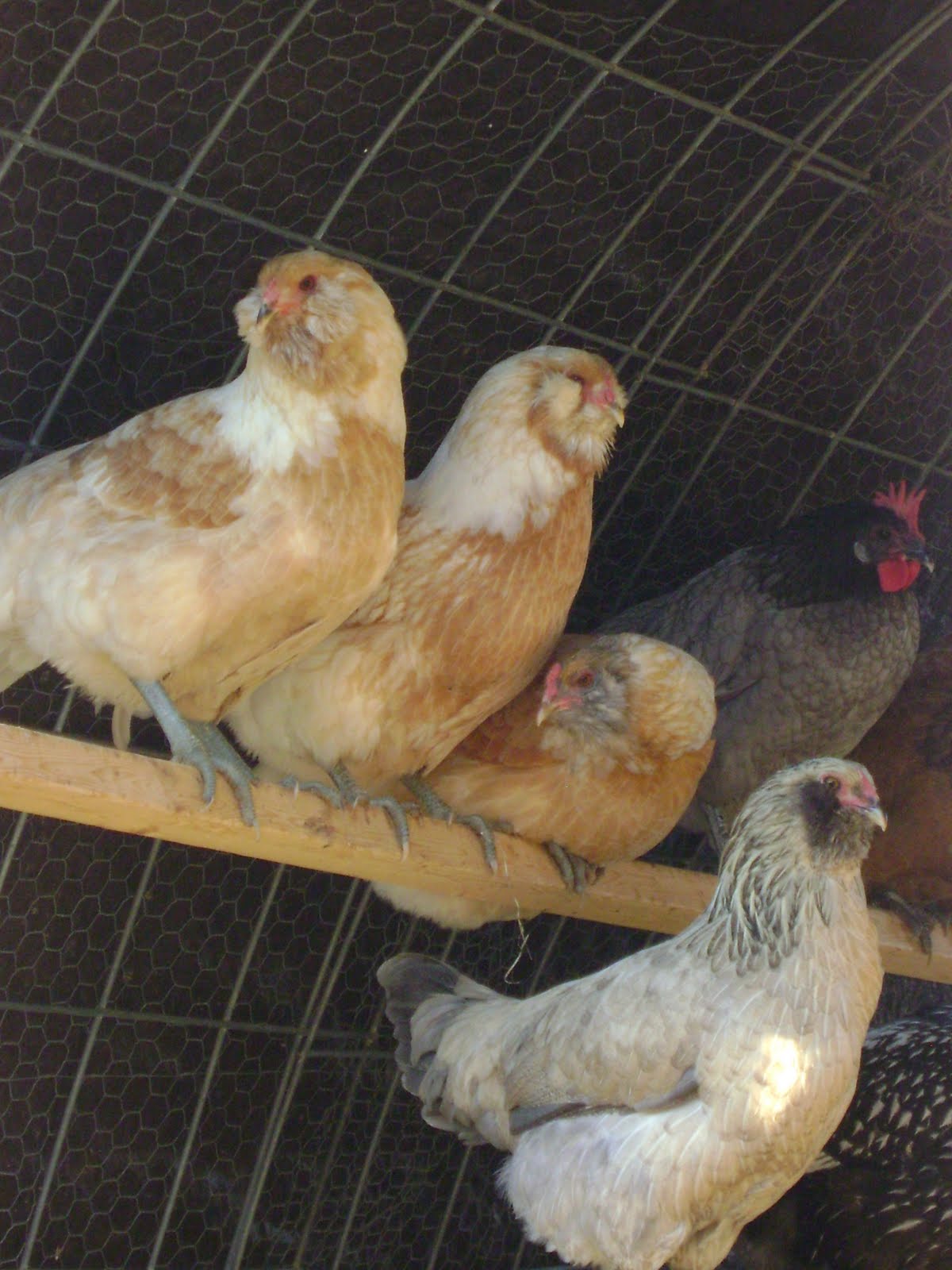 Ecotone: Cluck Old Hen