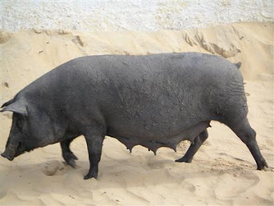 Todo o Tipo De Animais