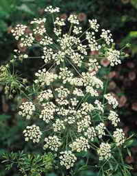 BİTKİLER DÜNYASI: Anason