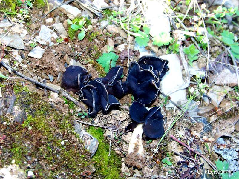 Cogomelos e Flora de Valdeorras: "“ Orellos, cuncos e pantorras ...