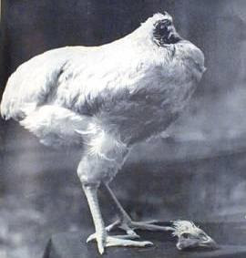 CABA-BLOG-HAN: Headless Chicken lived for 18 months!