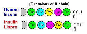 Pharmaceutical: The Structure of Insulin