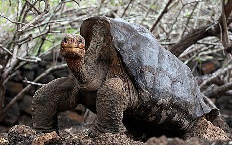 Emily Grace: The Story of Lonesome George