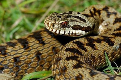 Tour Scotland: Tour Scotland Photograph Adder