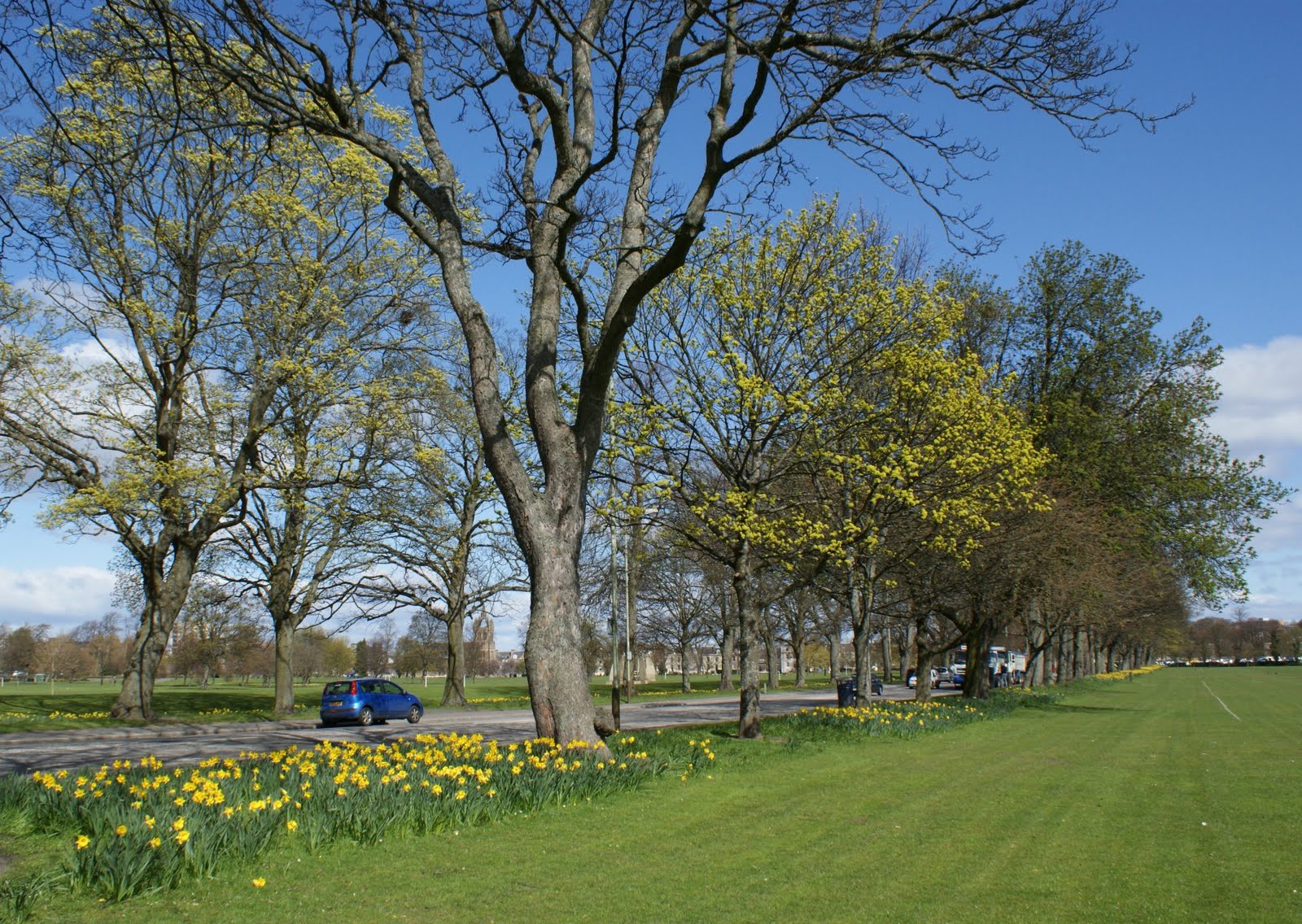 Tour Scotland: April Photograph Daffodils Perth Scotland