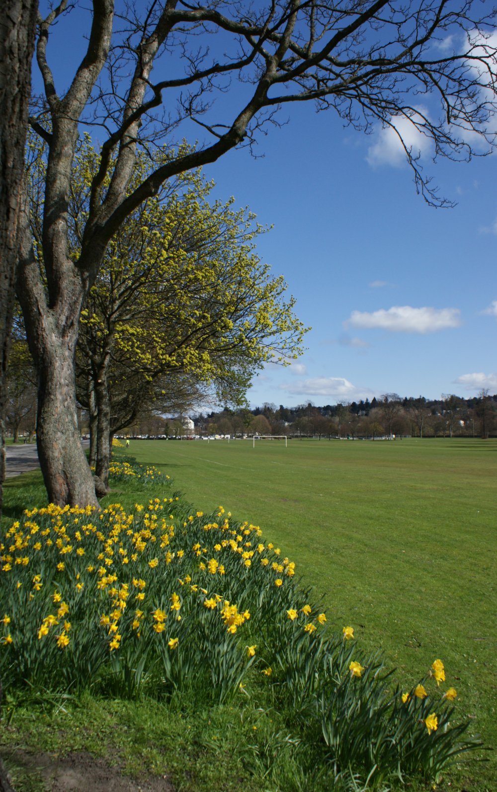 Tour Scotland: April Photograph Daffodils Perth Scotland
