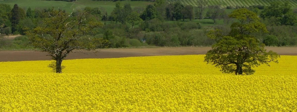 Tour Scotland: Tour Scotland Photograph Video Rapeseed Field Perthshire