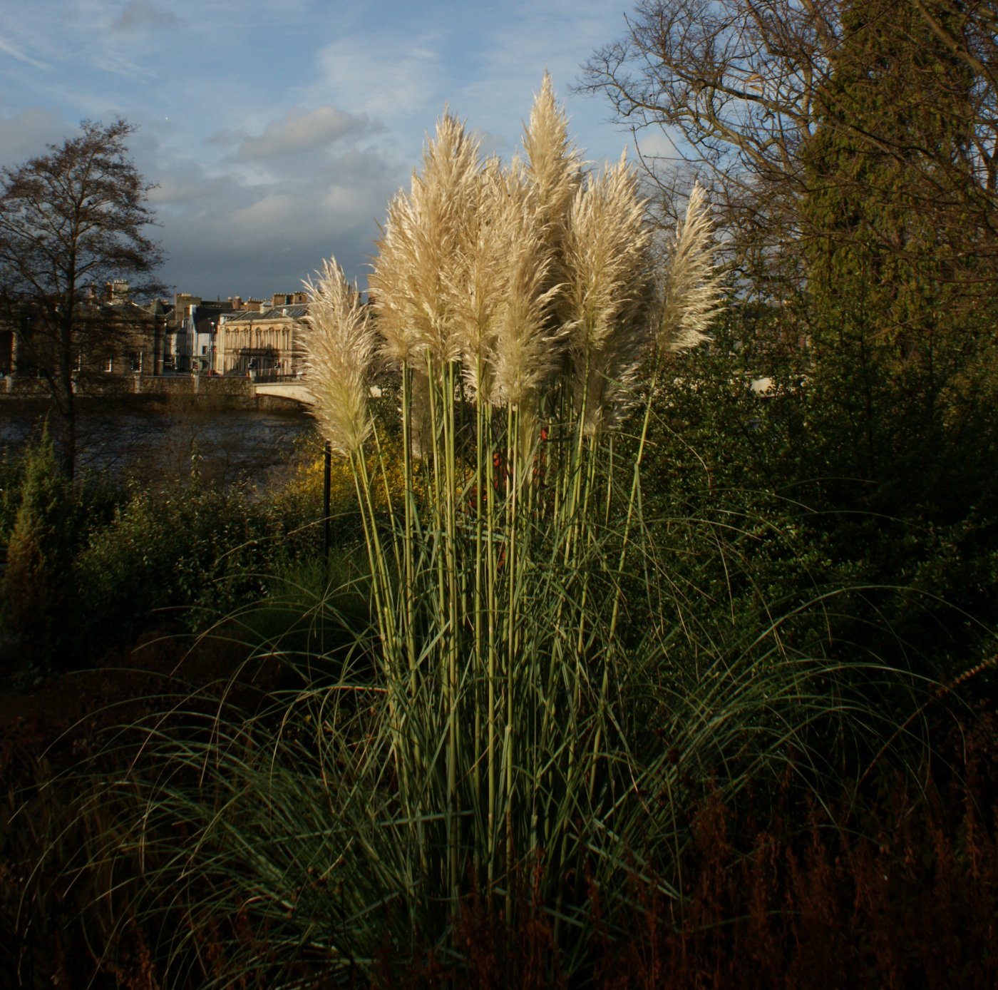 Tour Scotland: Photograph Pampas Grass Scotland