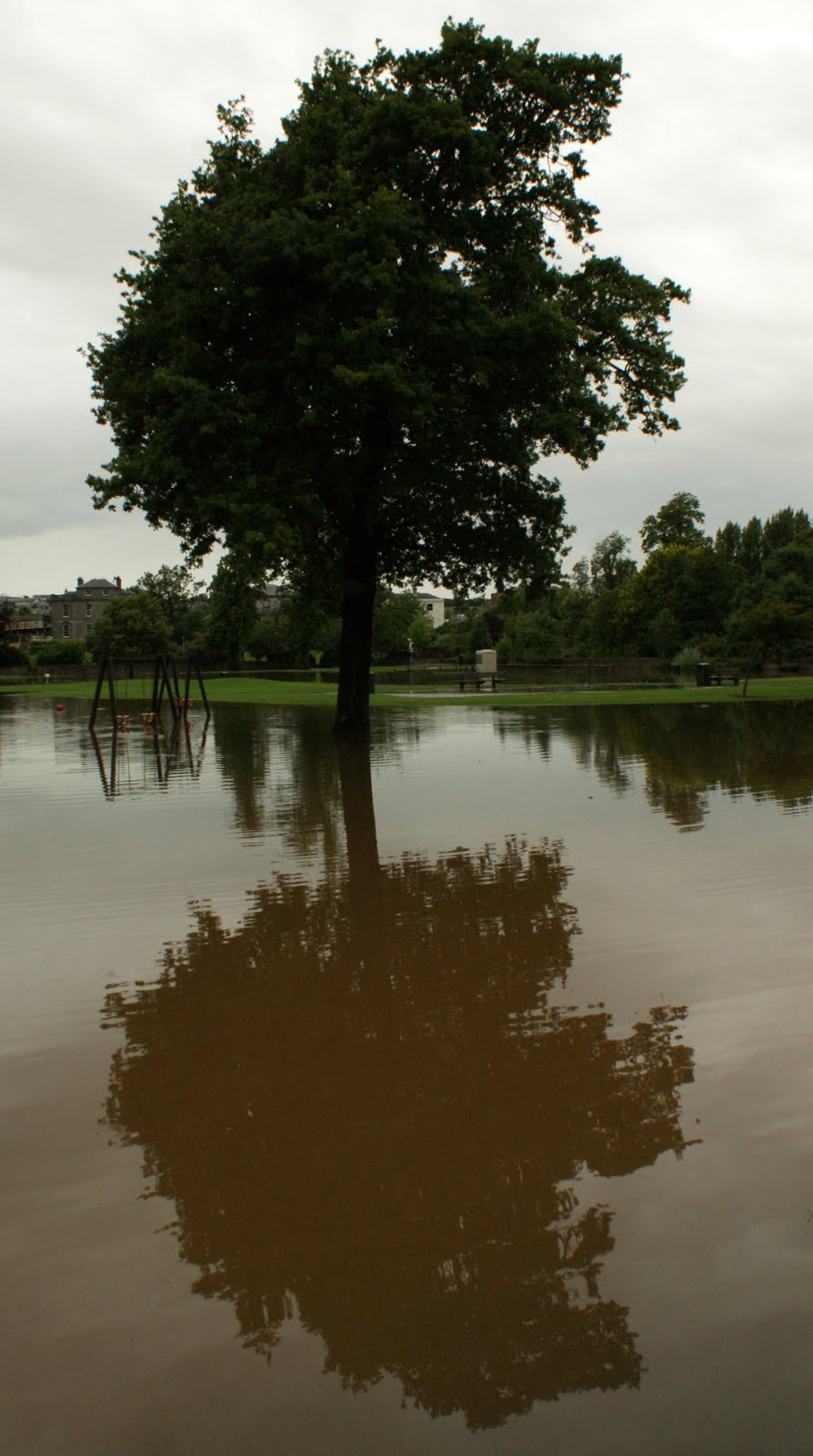 Tour Scotland: July 21st Photograph Tree South Inch Perth Scotland