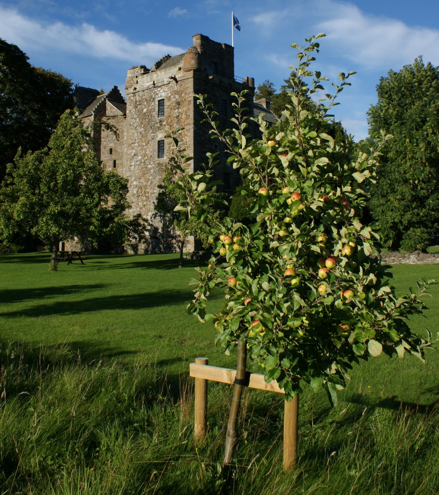 Tour Scotland: August 18th Photograph Apple Tree Scotland