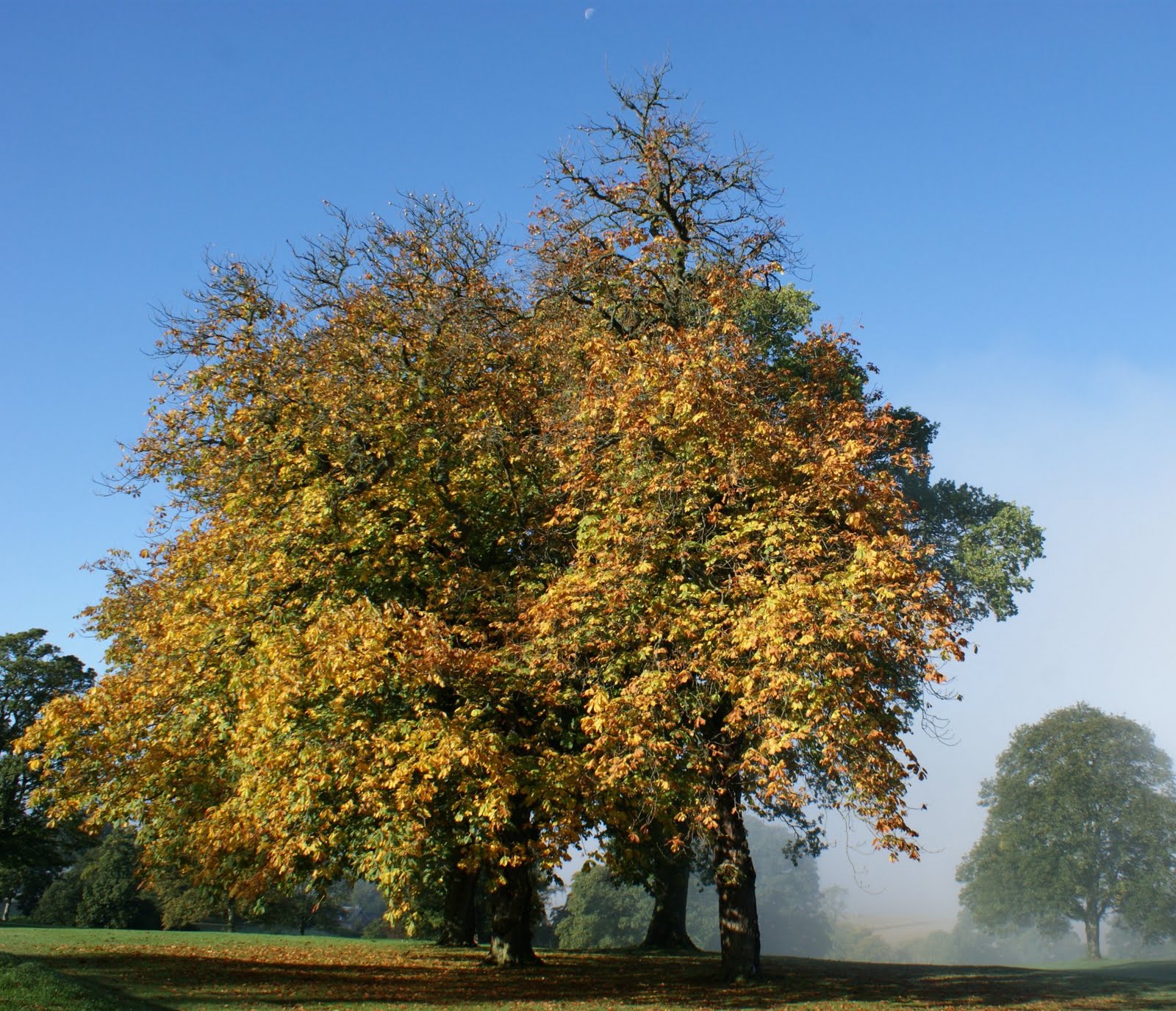 Tour Scotland: September 30th Photograph Misty Morning Scotland