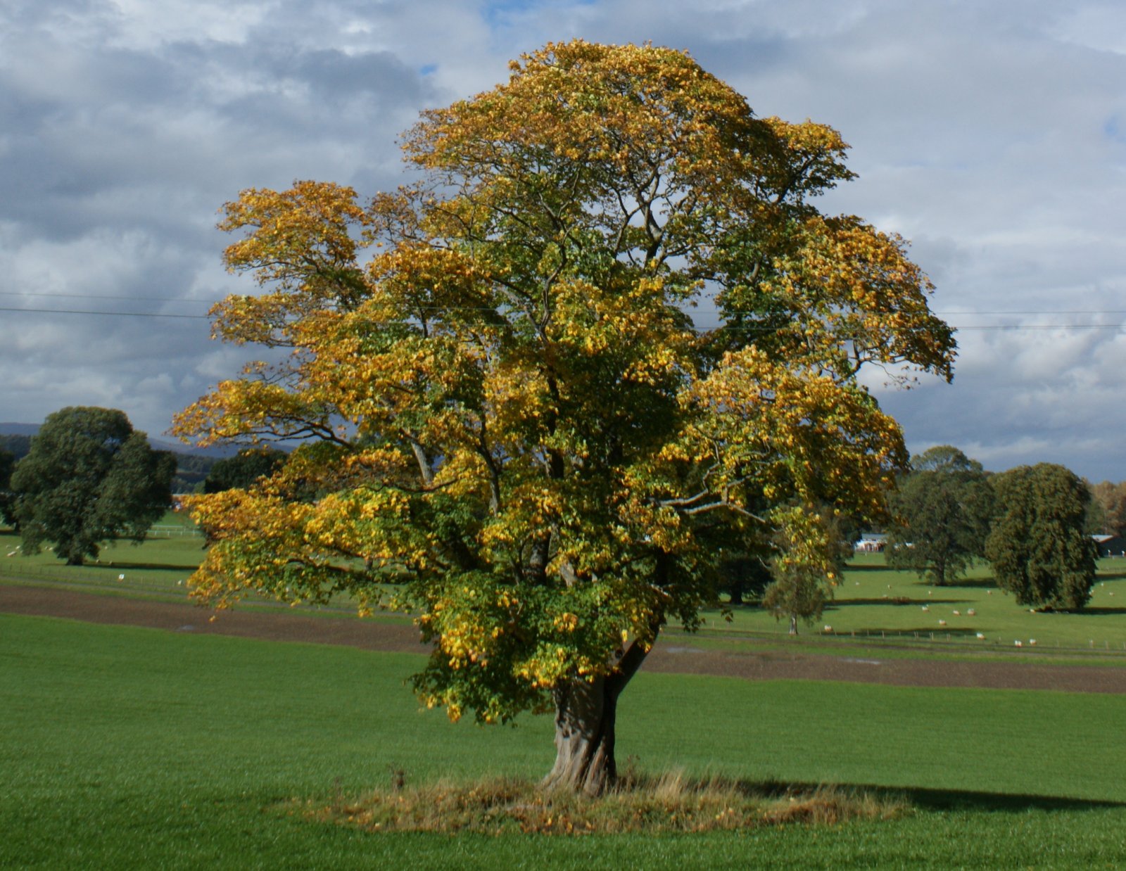 Tour Scotland: October 6th Photograph Tree Scone Palace Scotland