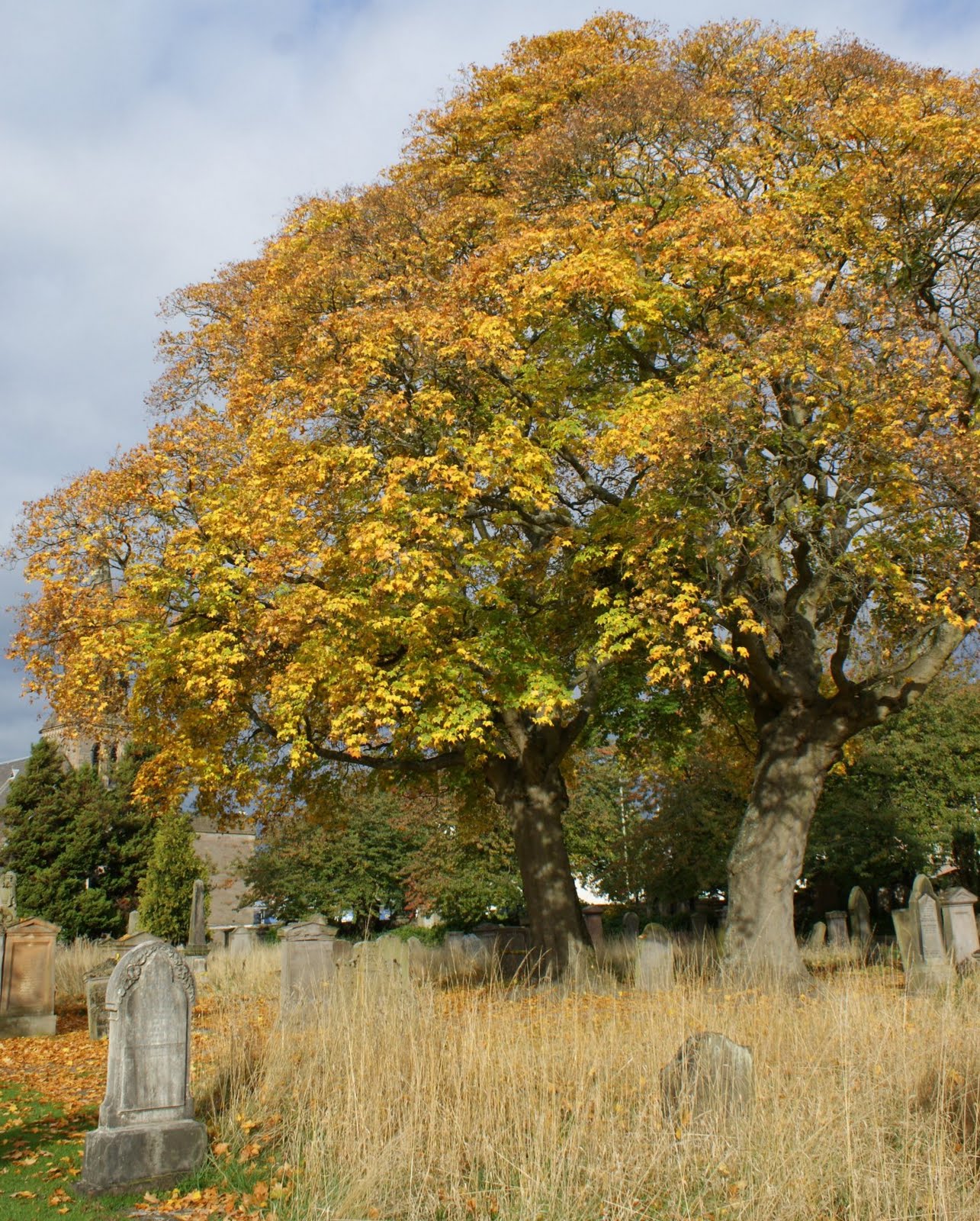 Tour Scotland: October 14th Photograph Autumn Trees Perth Scotland
