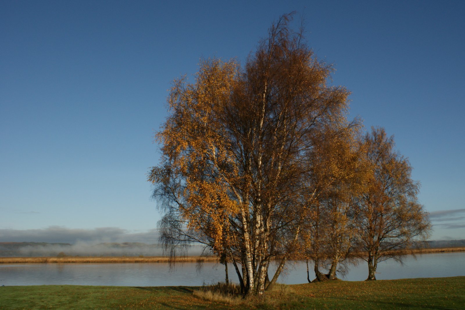 Tour Scotland: November 1st Tour Photograph Autumn Tree Scotland
