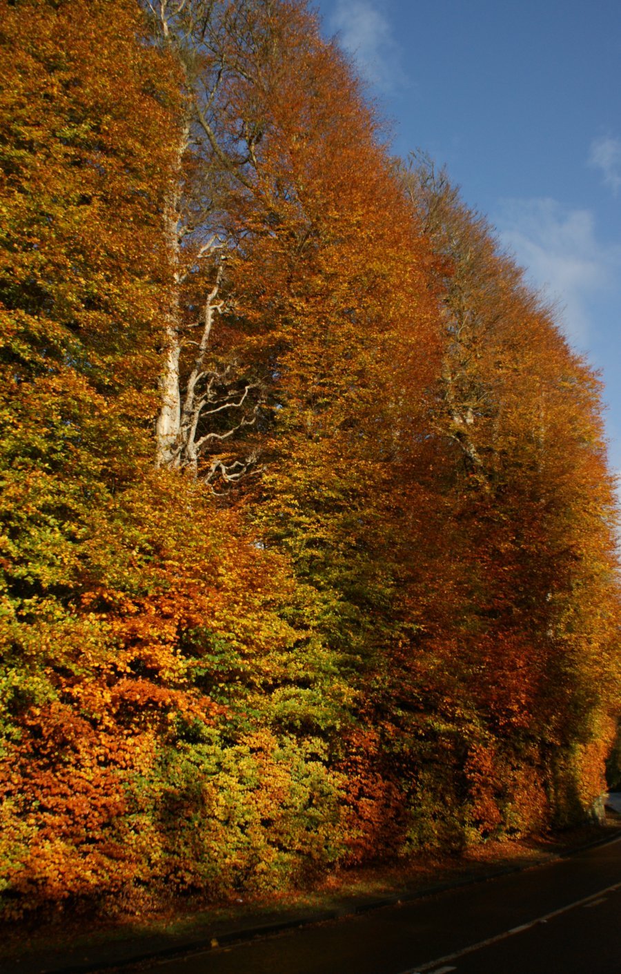 Tour Scotland: Tour Scotland Autumn Photographs Meikleour Beech Hedge