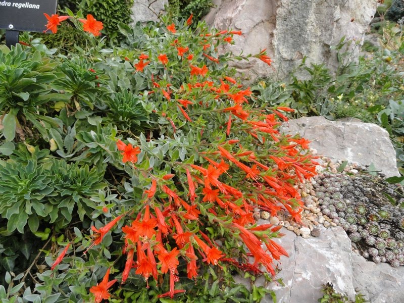 Prairiebreak: The BEST Zauschneria